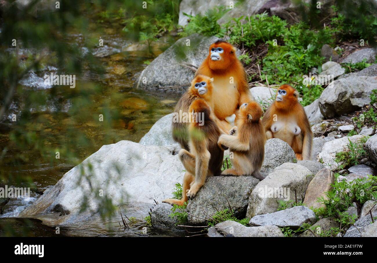 Xi'an, China's Shaanxi Province. 3rd Aug, 2018. Golden monkeys look ...