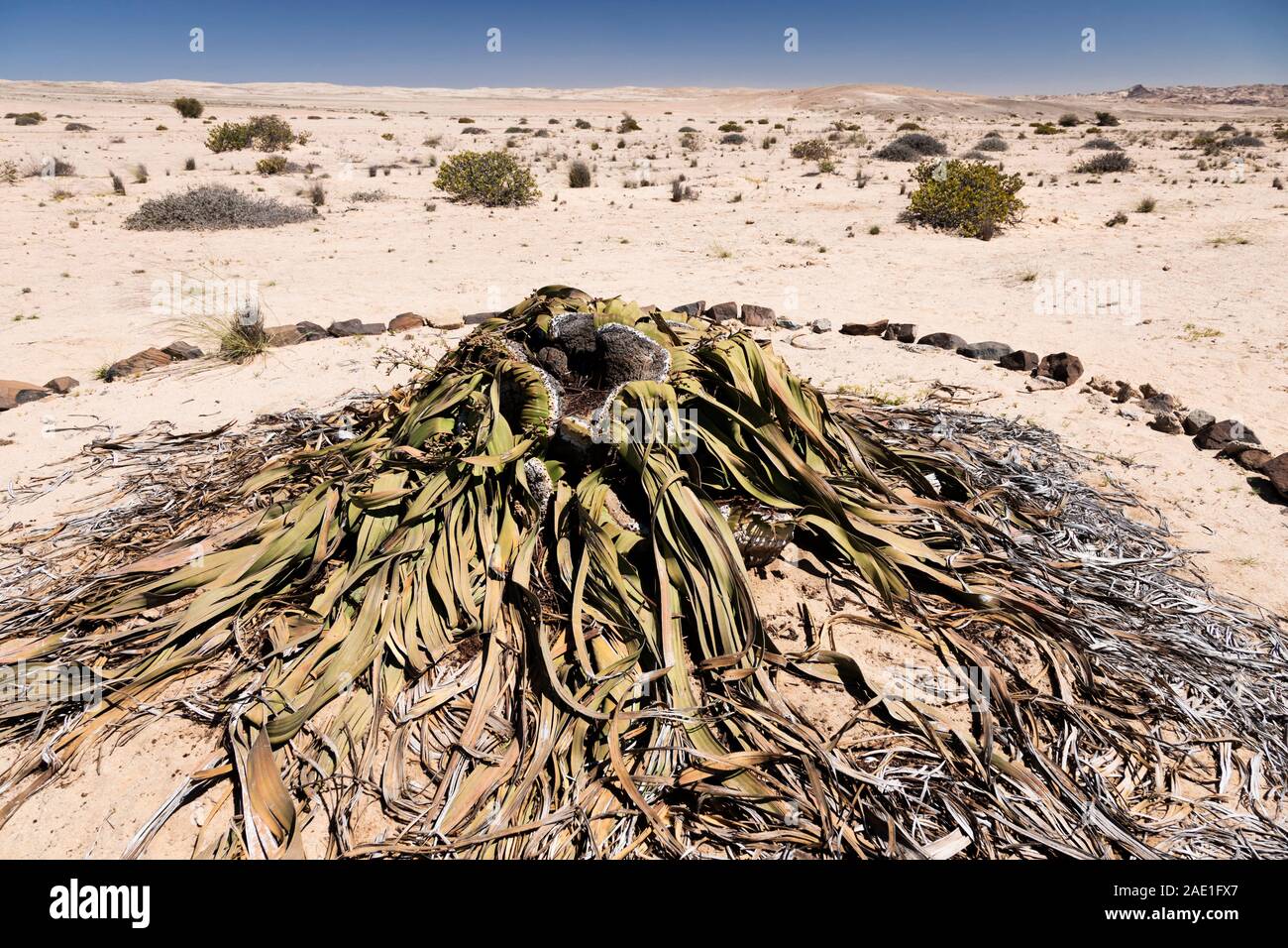 Welwitschia, desert wild plant, "Welwitschia drive" near Swakopmund ...