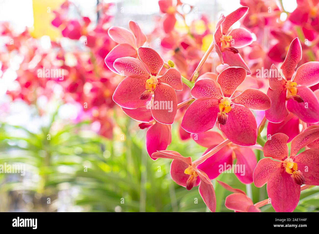 Filipino garden hi-res stock photography and images - Alamy