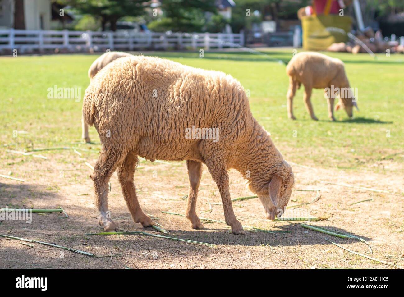 Sheep eating grass On the lawn in the paddock Stock Photo - Alamy