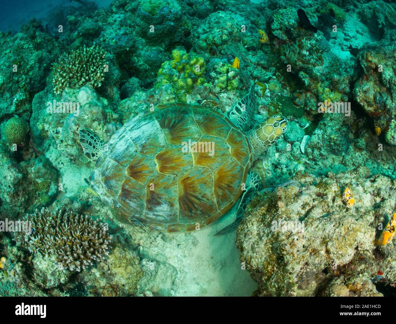 Acquatic turtle hi-res stock photography and images - Alamy