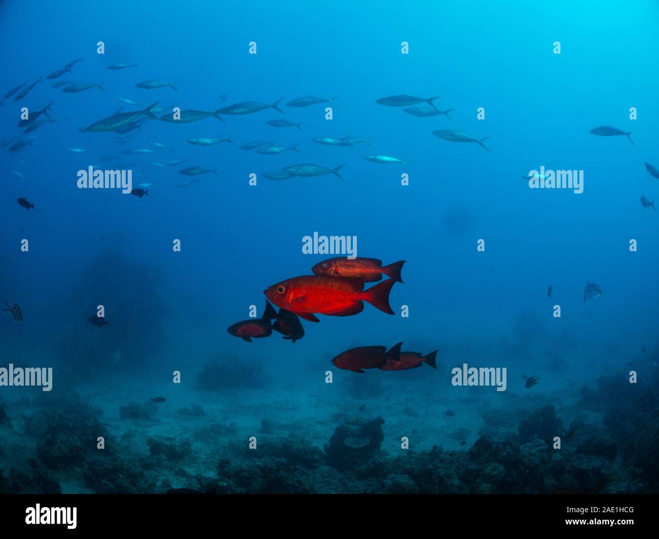 Moontail bullseye fish hi-res stock photography and images - Alamy