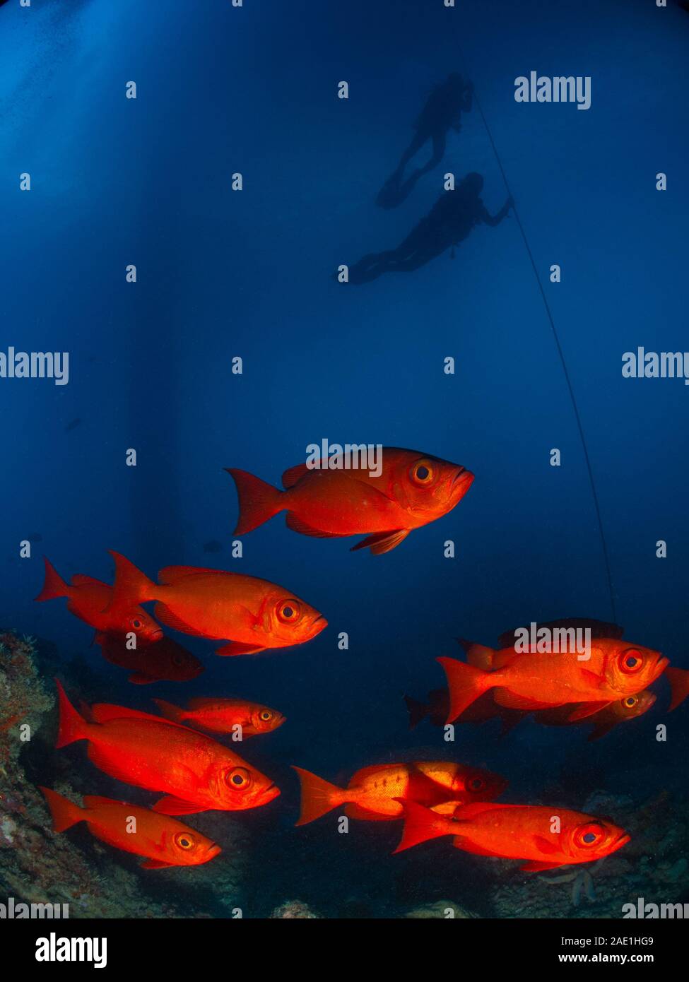 Shoal of Moontail bullseye, Priacanthus hamrur, with diver on the ...
