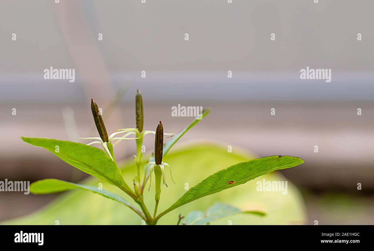 The seeds of the flower or Ruellia tuberosa L. in garden Stock Photo ...