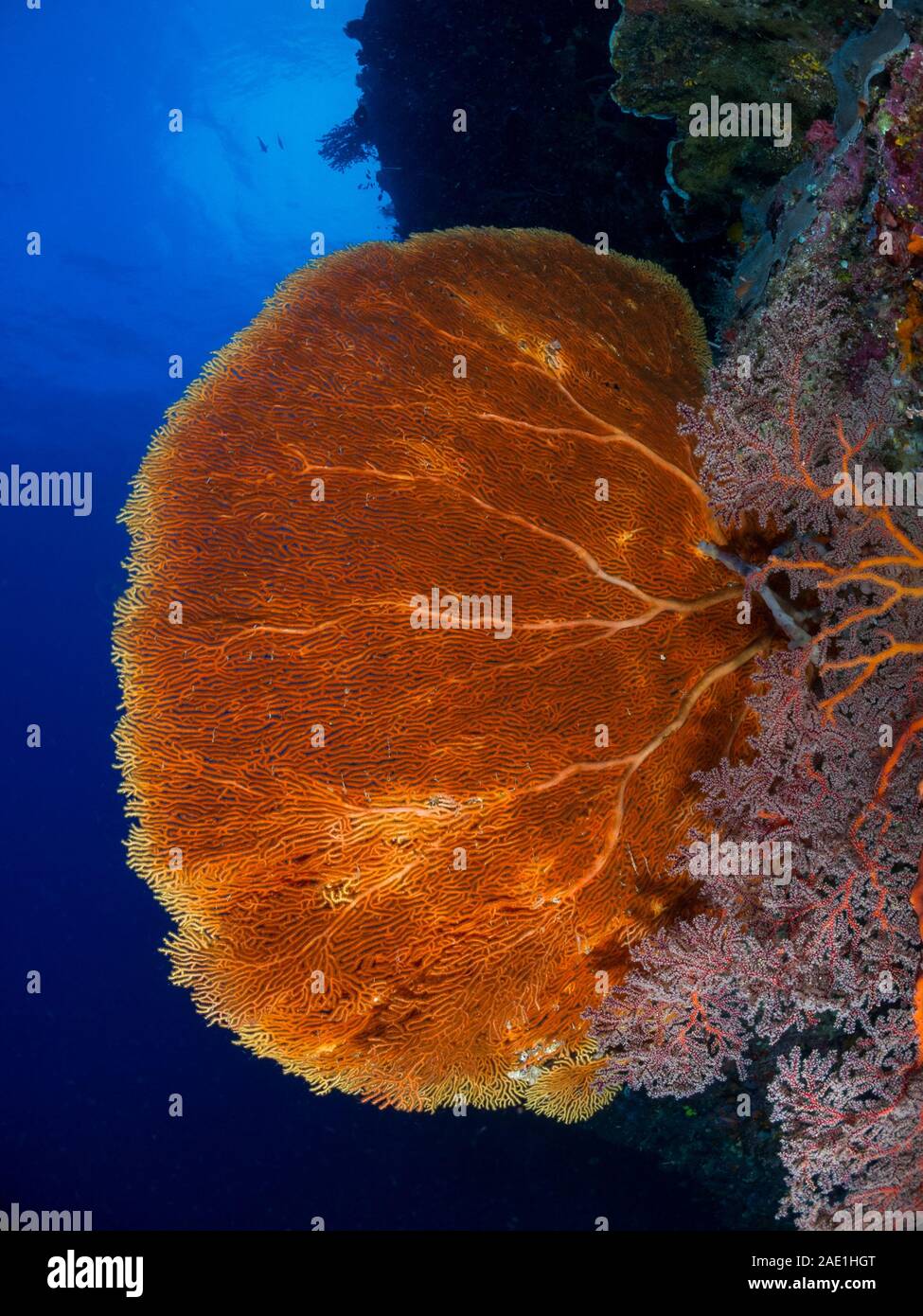 giant sea fan, red gorgonia fan, Annella mollis, Mabul, Malaysia Stock ...