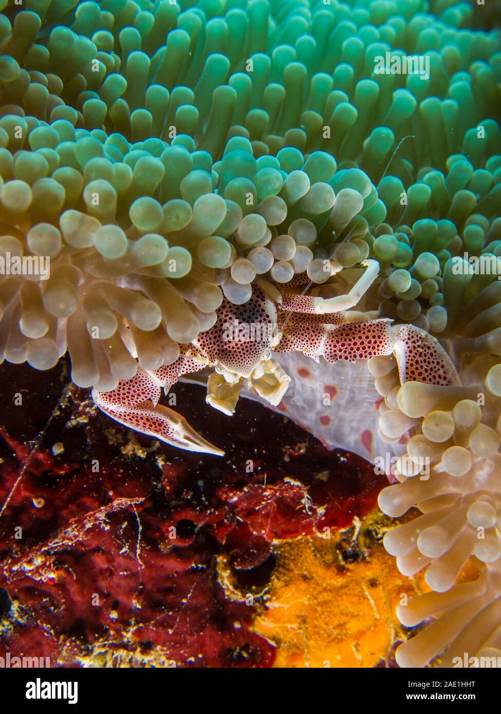 Porcelain Anemone Crab, Neopetrolisthes maculatus, below anemone Stock ...
