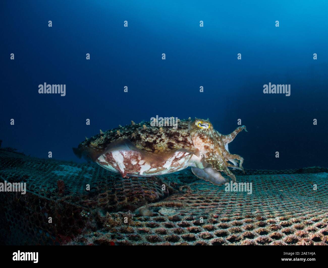 Cuttlefish body hi-res stock photography and images - Alamy