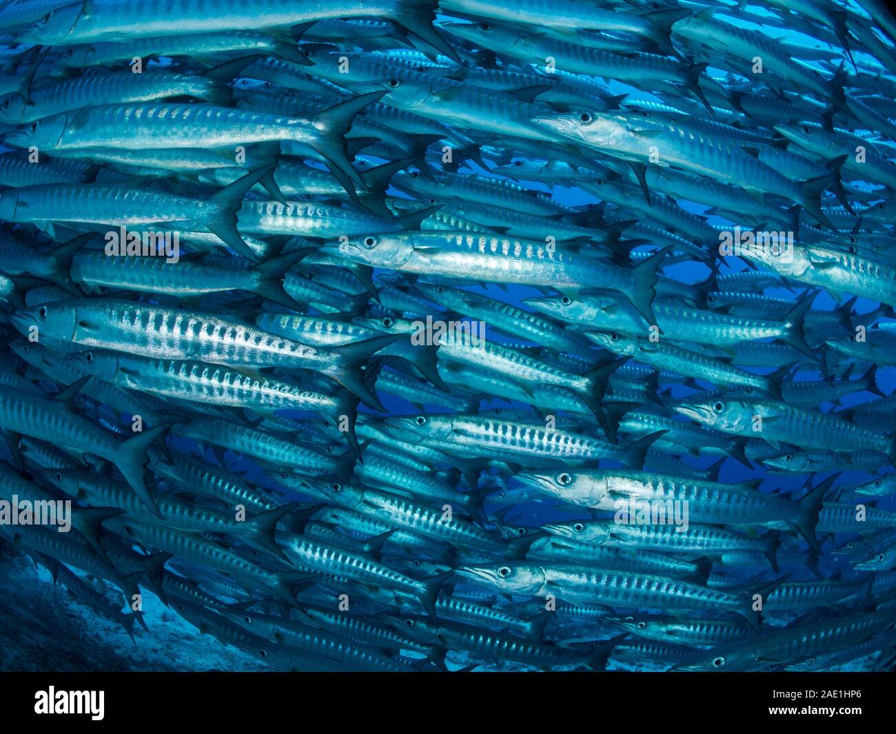 Sawtooth Barracuda Fish