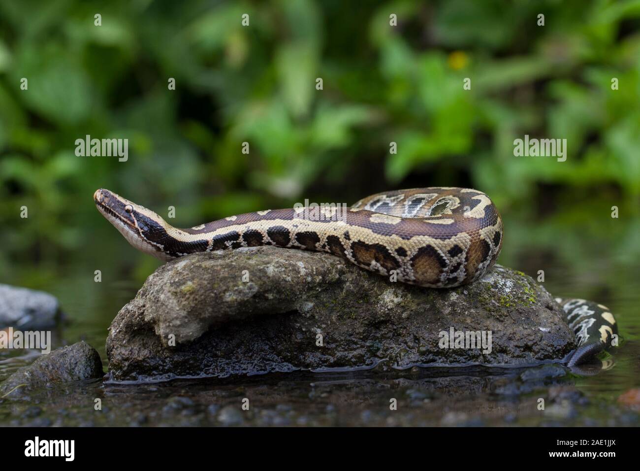 Sumatran Red Blood Python (Python curtis curtis) commonly known as red ...