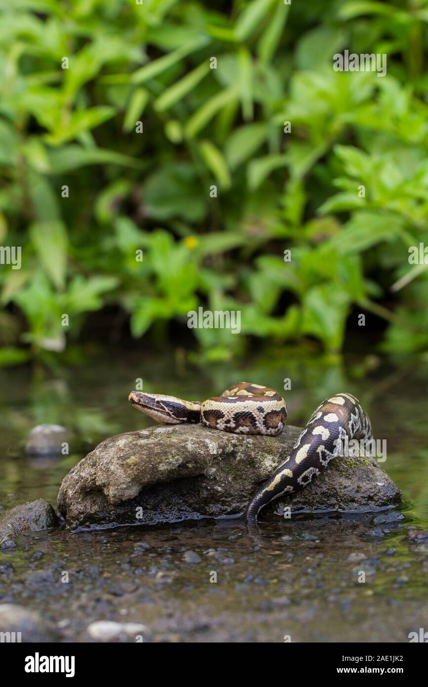 Sumatran Red Blood Python (Python curtis curtis) commonly known as red ...
