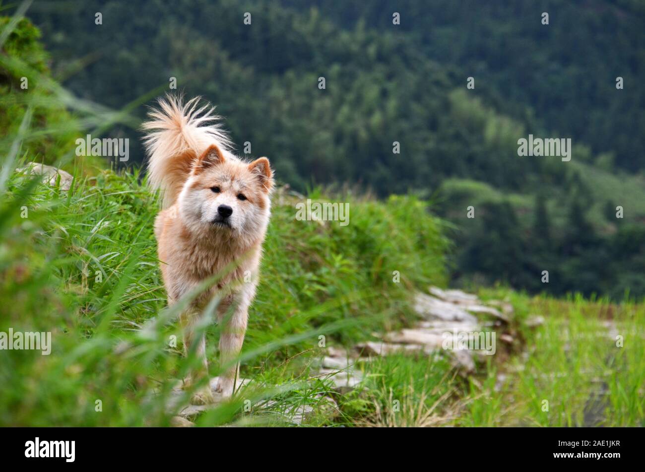 A dog walks along a path among the rice terraces in Dazhai, Guangxi ...