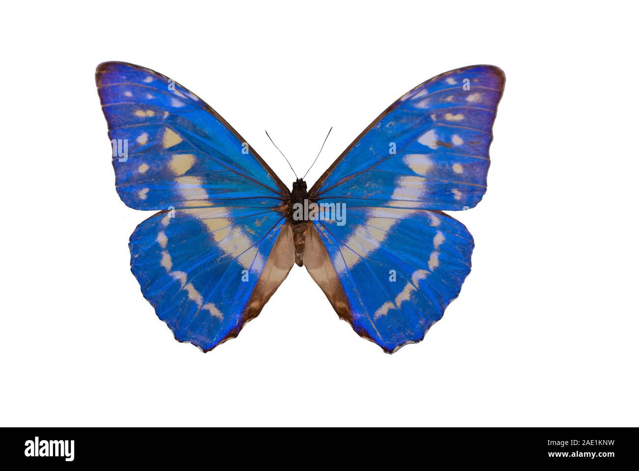 Morpho cypris,Cypris morpho, butterfly cut out with white background ...