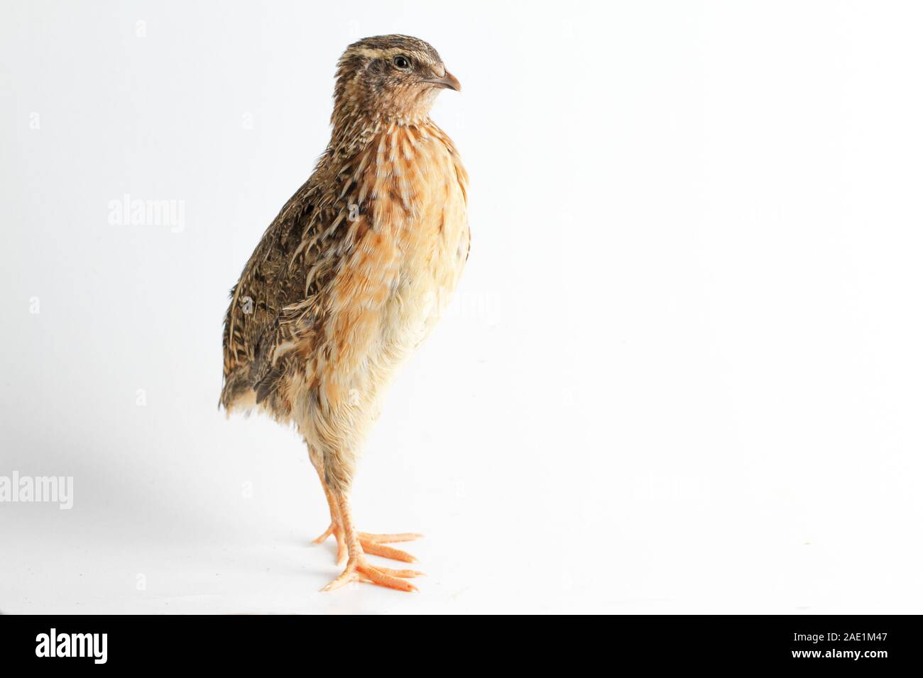 The common quail isolated on white background Stock Photo - Alamy