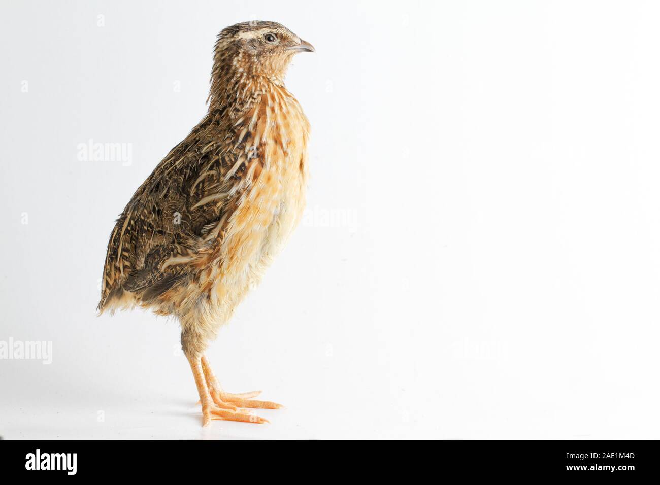 The common quail isolated on white background Stock Photo - Alamy