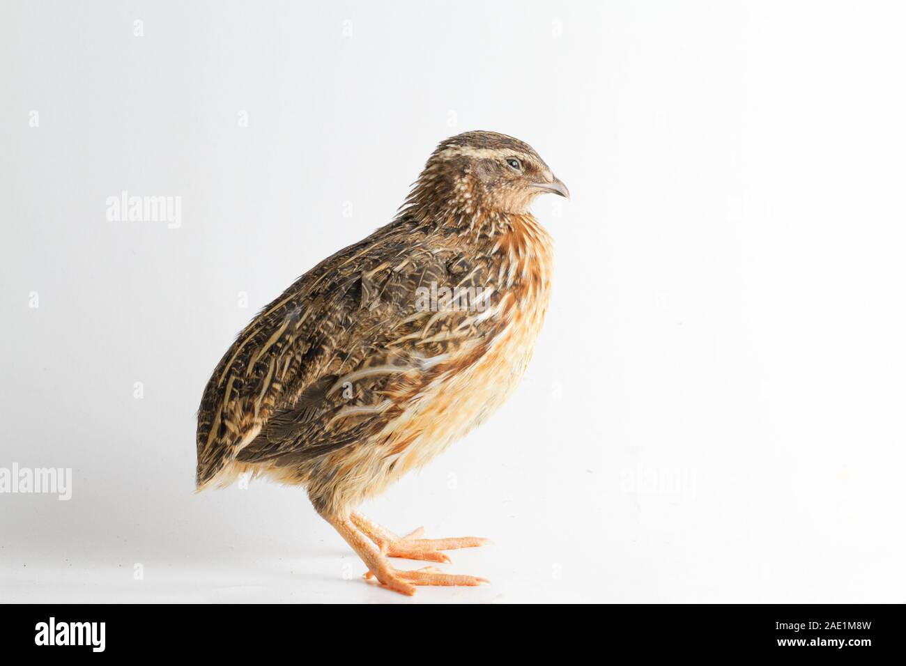 The common quail isolated on white background Stock Photo - Alamy