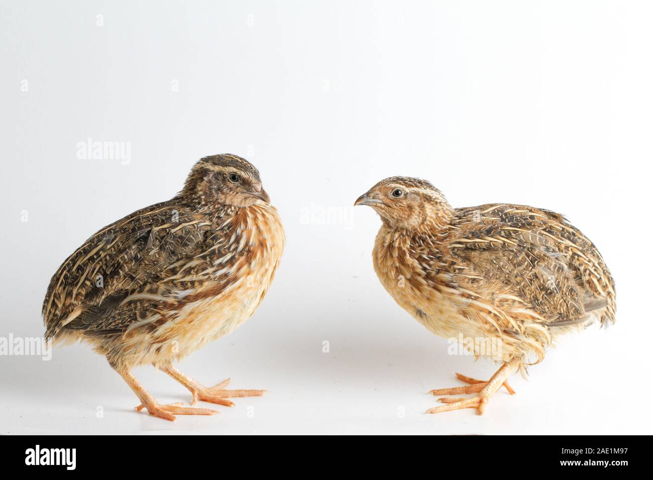 The common quail isolated on white background Stock Photo - Alamy