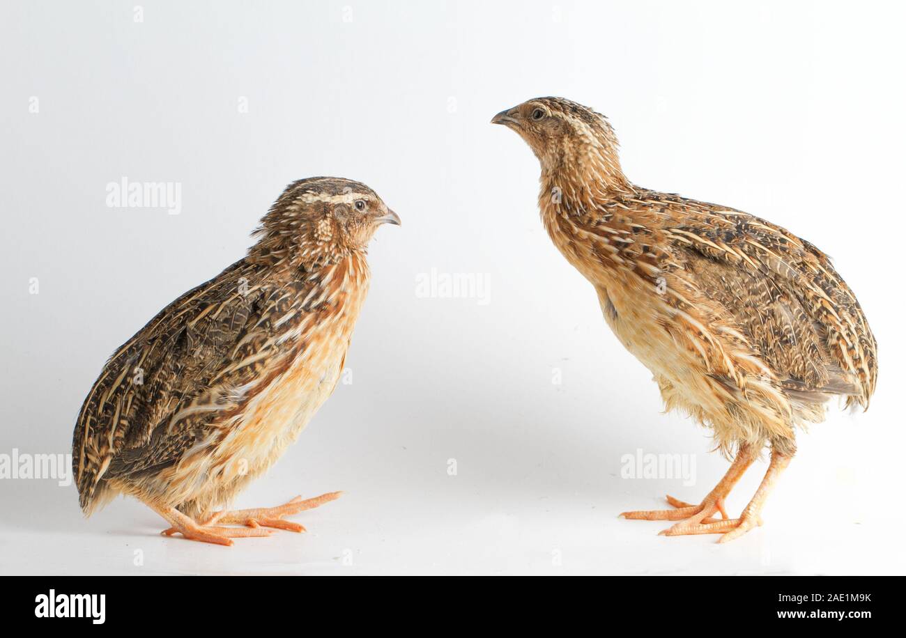 The common quail isolated on white background Stock Photo - Alamy
