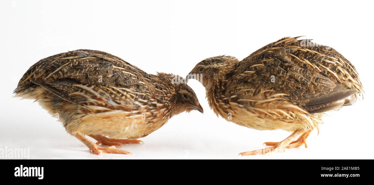 The common quail isolated on white background Stock Photo - Alamy