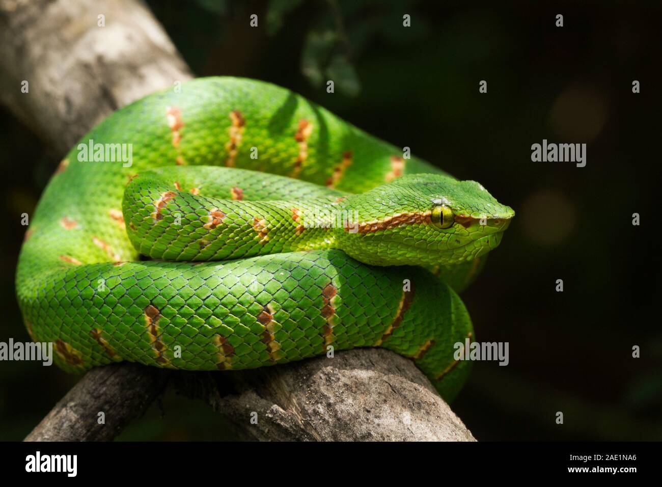 Wagler's pit viper (Tropidolaemus wagleri) on tree branch Stock Photo ...