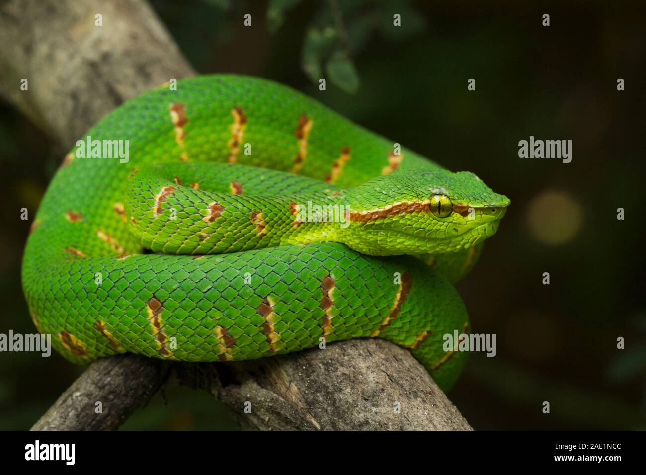 Wagler's pit viper (Tropidolaemus wagleri) on tree branch Stock Photo ...