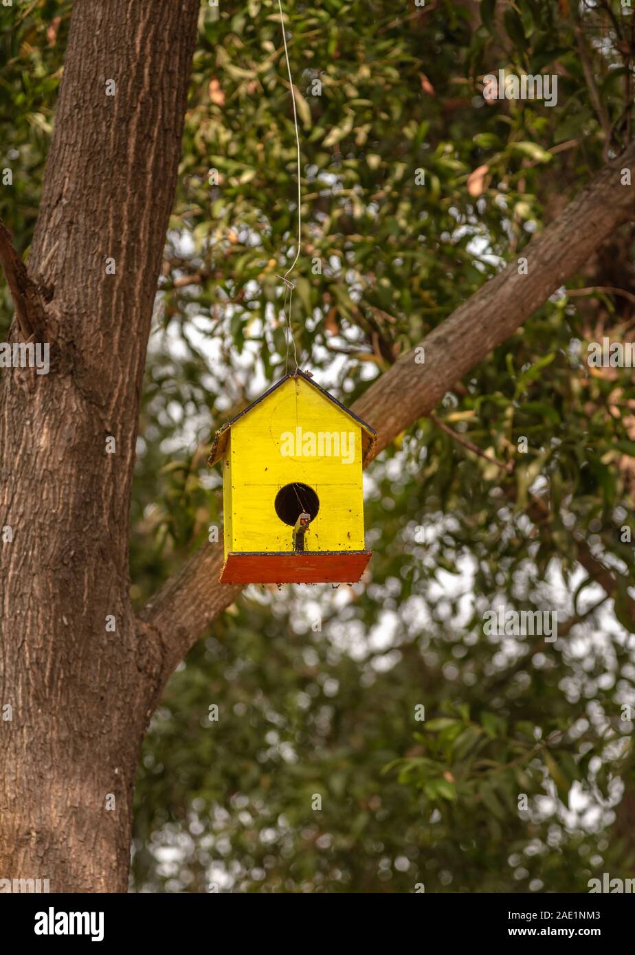 Pigeon/ Dove wooden House Hanging on a tree Stock Photo - Alamy