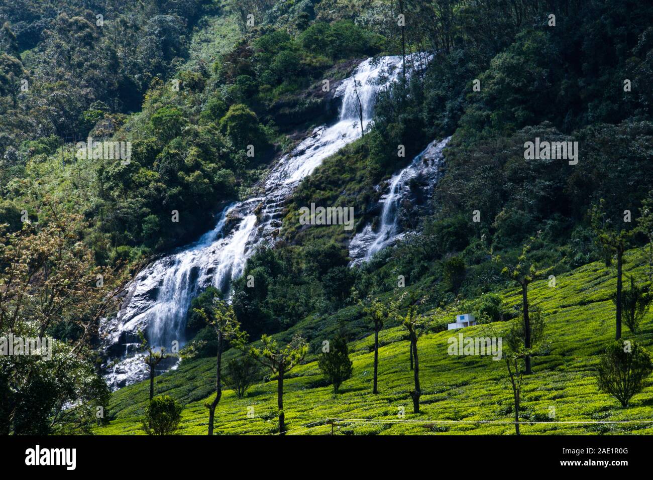 Tea estates munnar kerala hi-res stock photography and images - Alamy