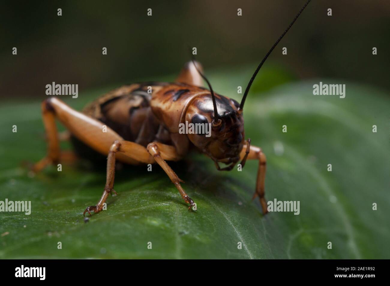 A close up of cricket on leaf Stock Photo - Alamy
