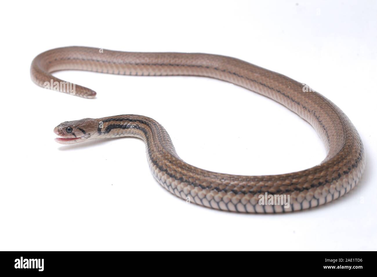The checkered keelback (Fowlea piscator), also known commonly as the ...