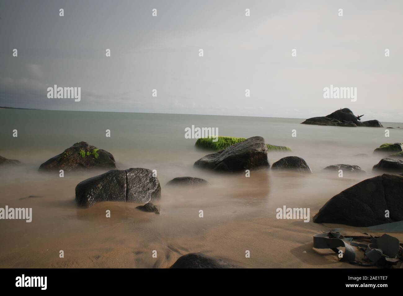 Microalgae hi-res stock photography and images - Alamy