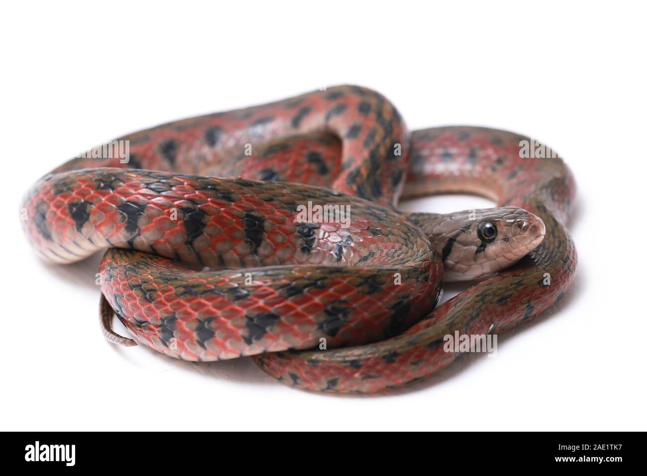 The checkered keelback (Fowlea piscator), also known commonly as the ...