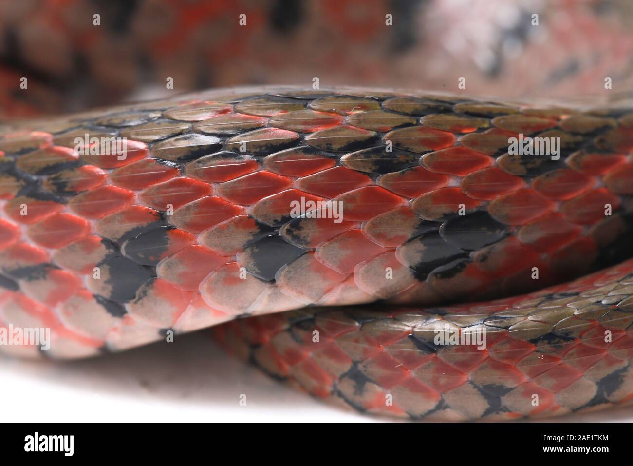 The checkered keelback (Fowlea piscator), also known commonly as the ...