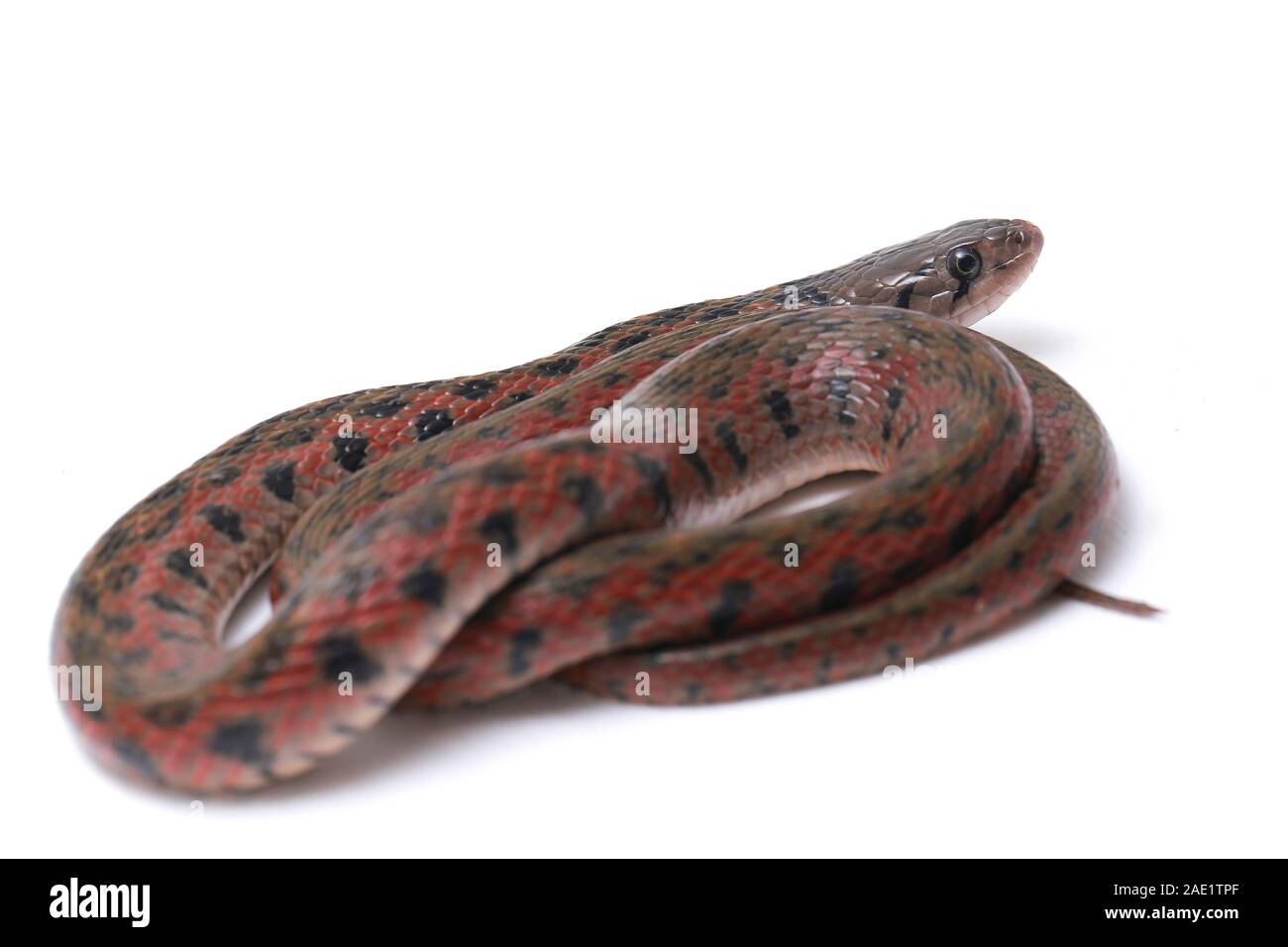 The checkered keelback (Fowlea piscator), also known commonly as the ...