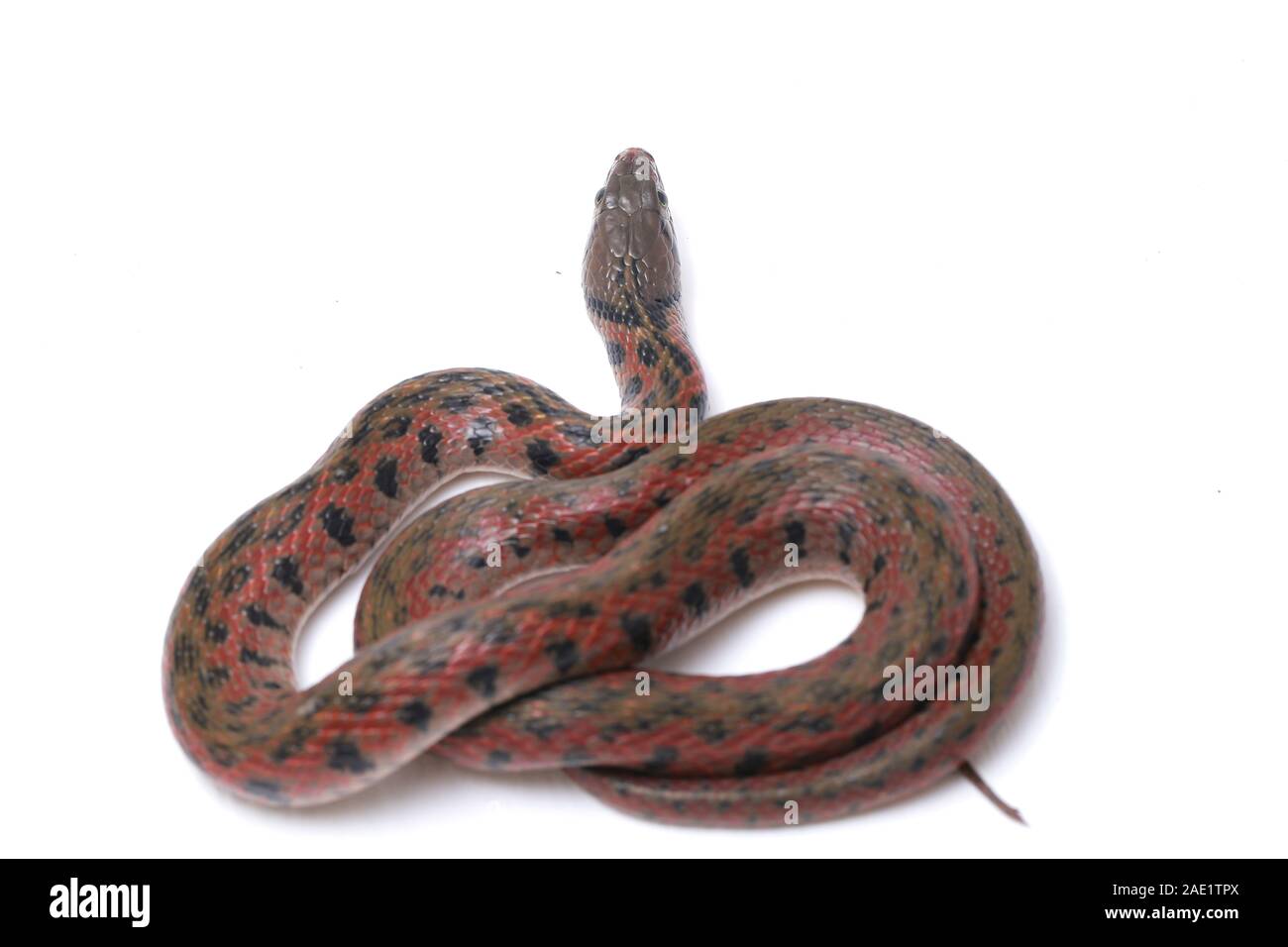 The checkered keelback (Fowlea piscator), also known commonly as the ...