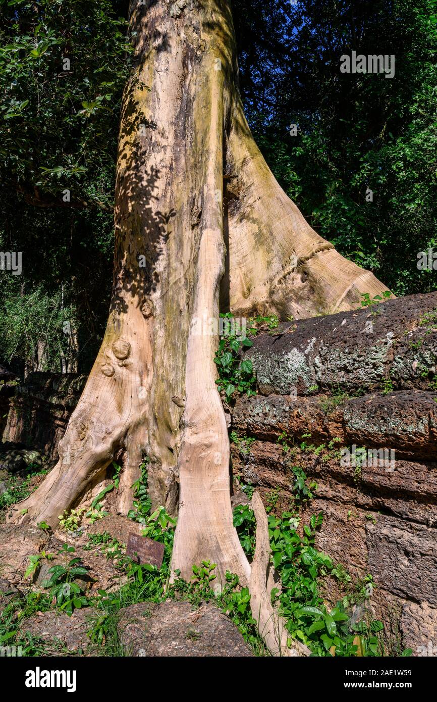 Gigant Tetrameles nudiflora - Spung tree with the ruins of Ta Prohm ...