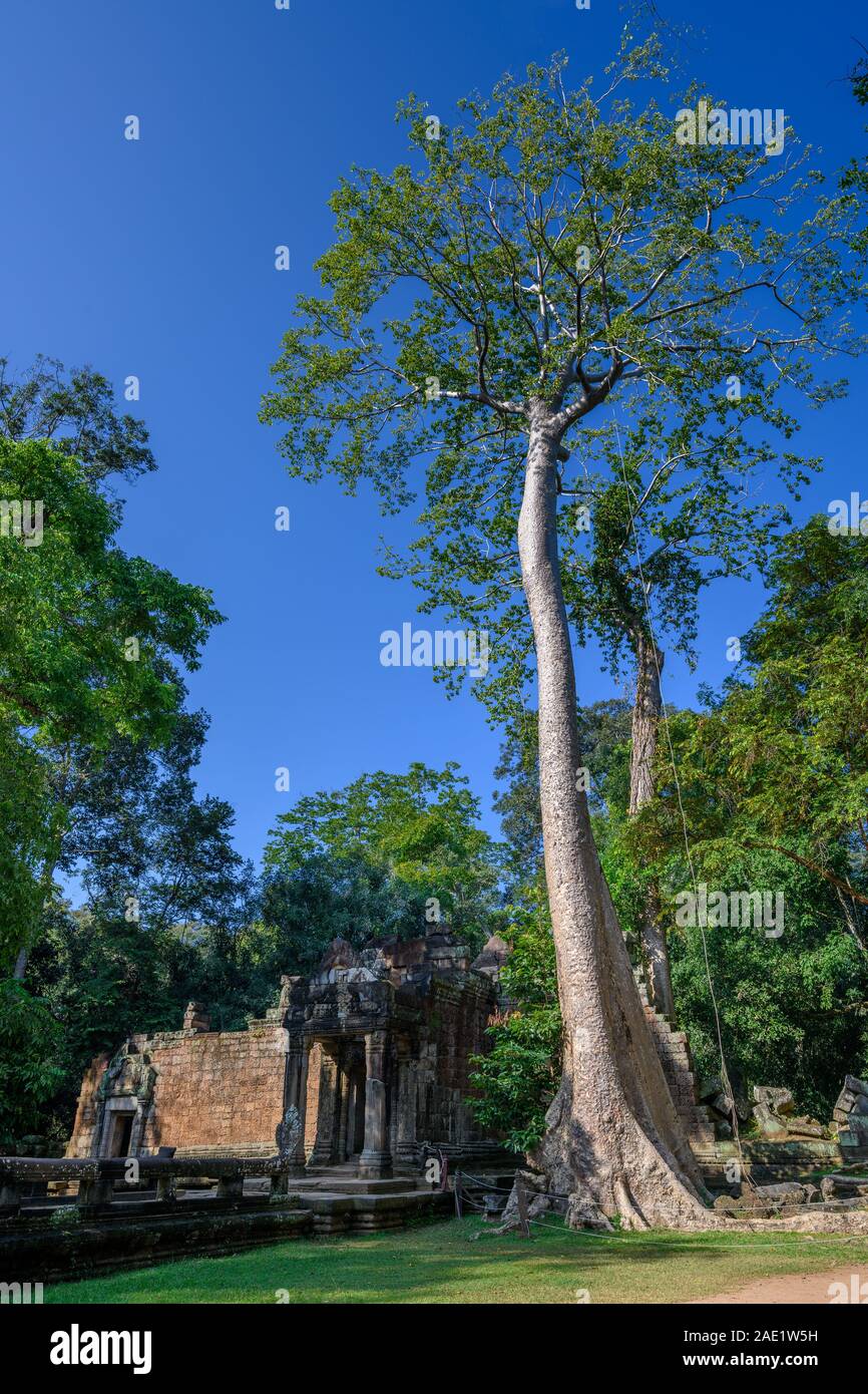 Gigant Tetrameles nudiflora - Spung tree with the ruins of Ta Prohm ...