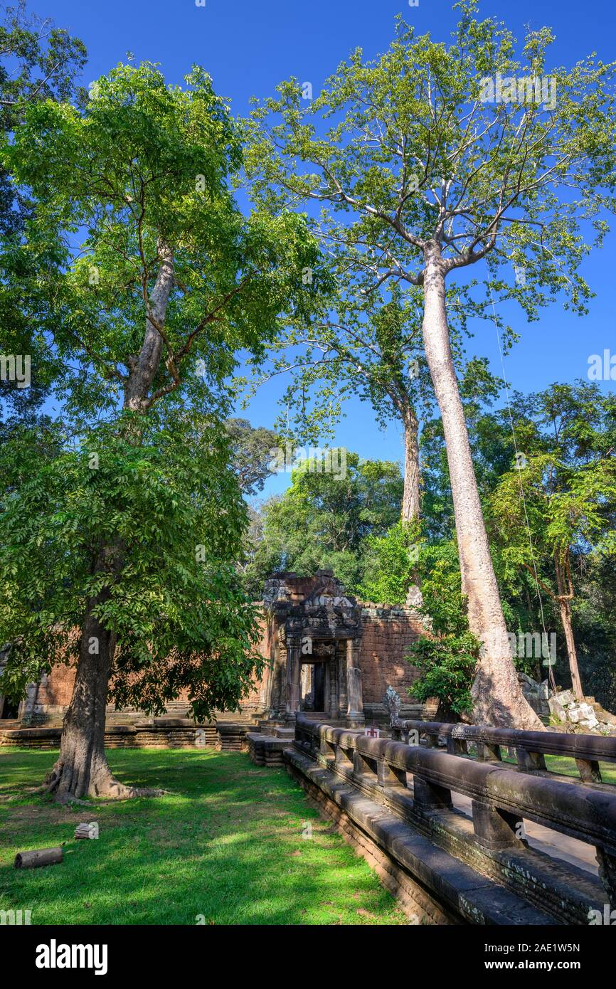 Gigant Tetrameles nudiflora - Spung tree with the ruins of Ta Prohm ...