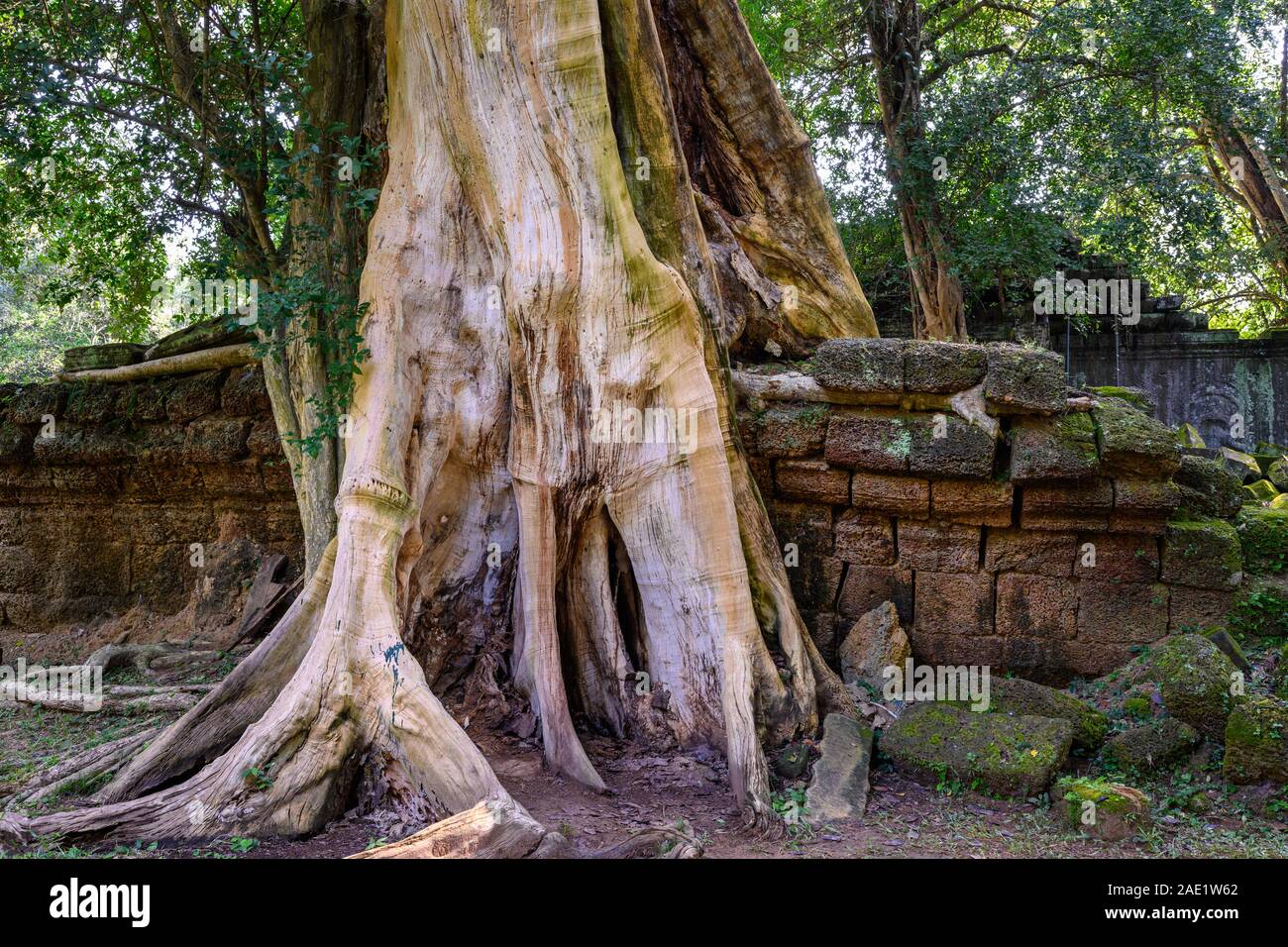 Gigant Tetrameles nudiflora - Spung tree with the ruins of Ta Prohm ...