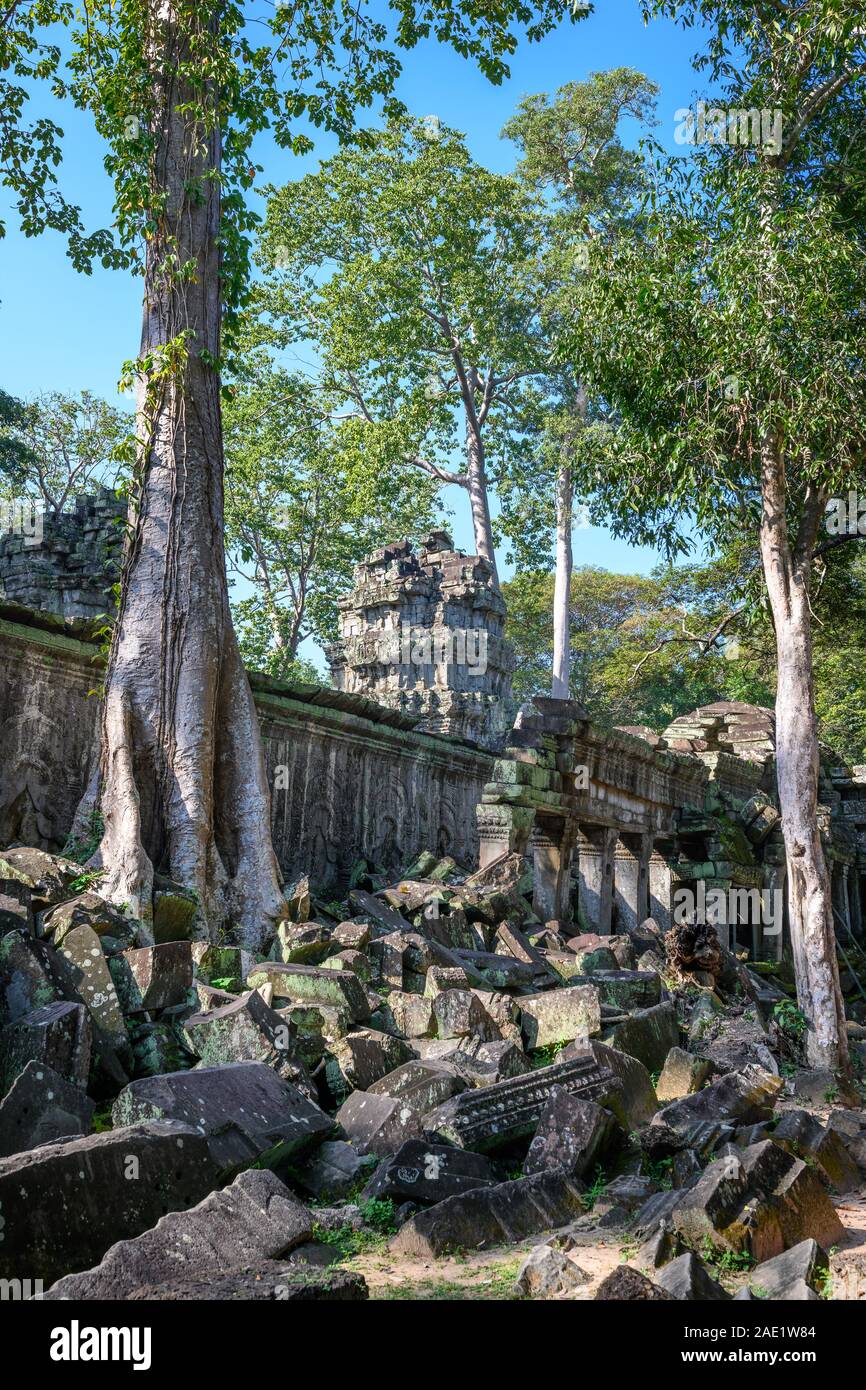 Gigant Tetrameles nudiflora - Spung tree with the ruins of Ta Prohm ...