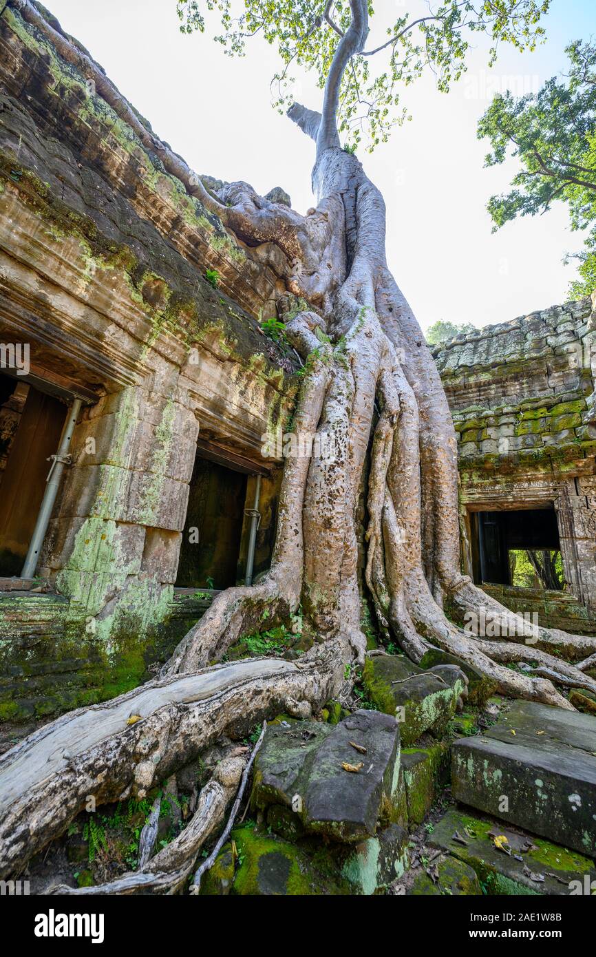Gigant Tetrameles nudiflora - Spung tree with the ruins of Ta Prohm ...