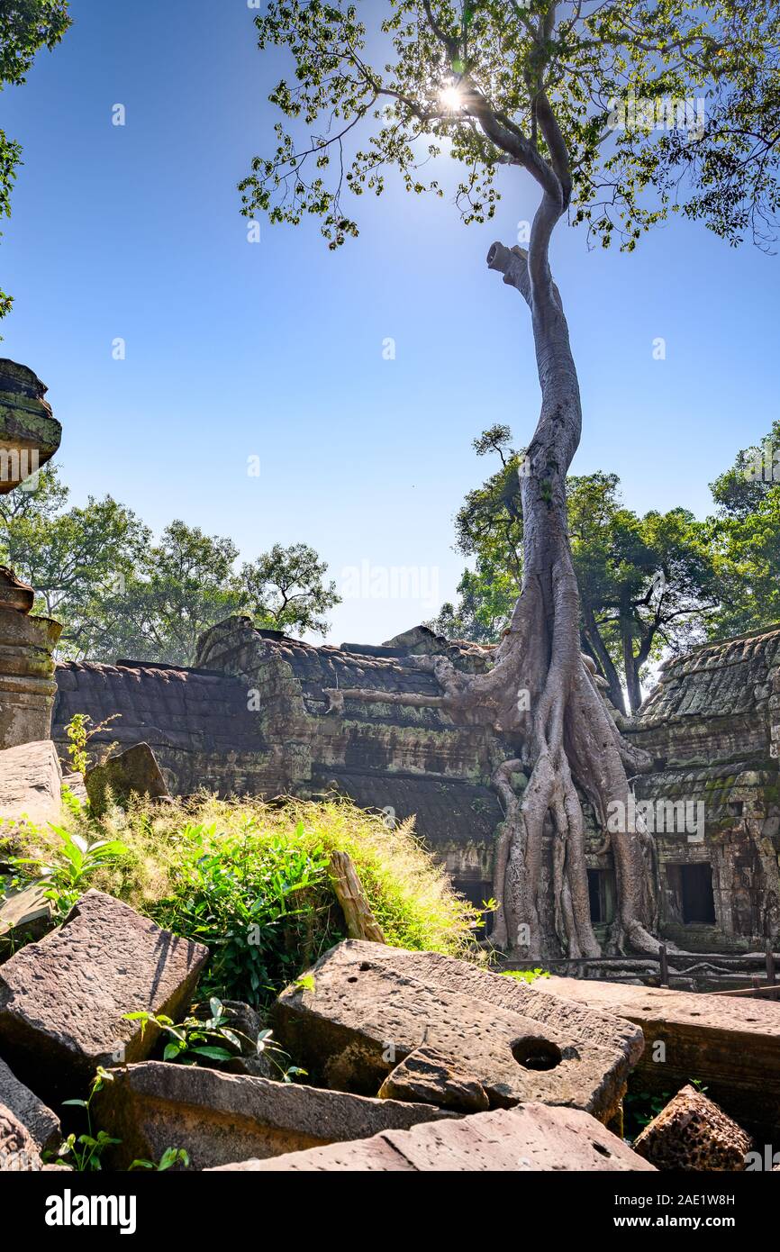 Gigant Tetrameles nudiflora - Spung tree with the ruins of Ta Prohm ...