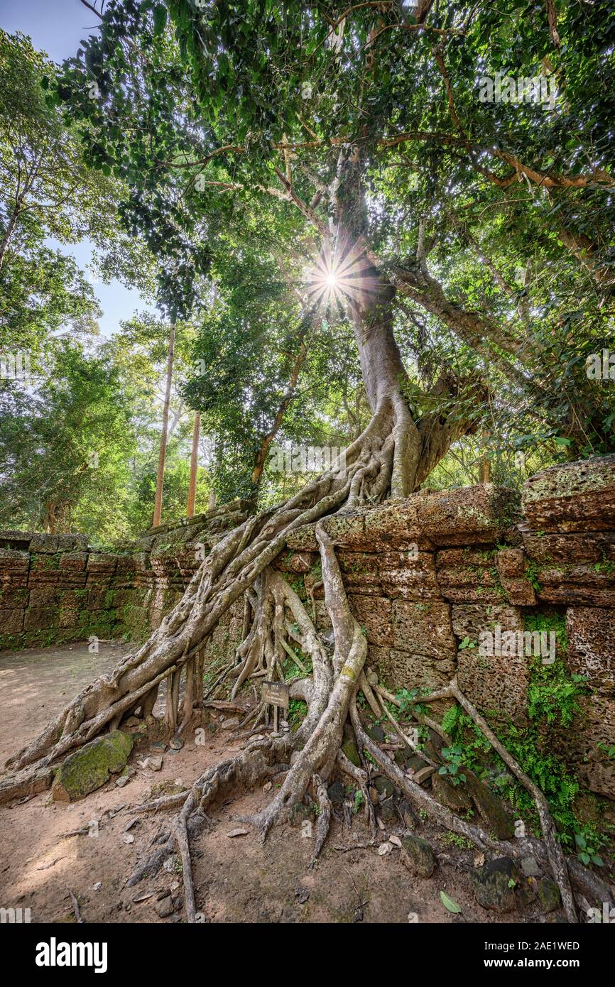 Gigant Tetrameles nudiflora - Spung tree with the ruins of Ta Prohm ...