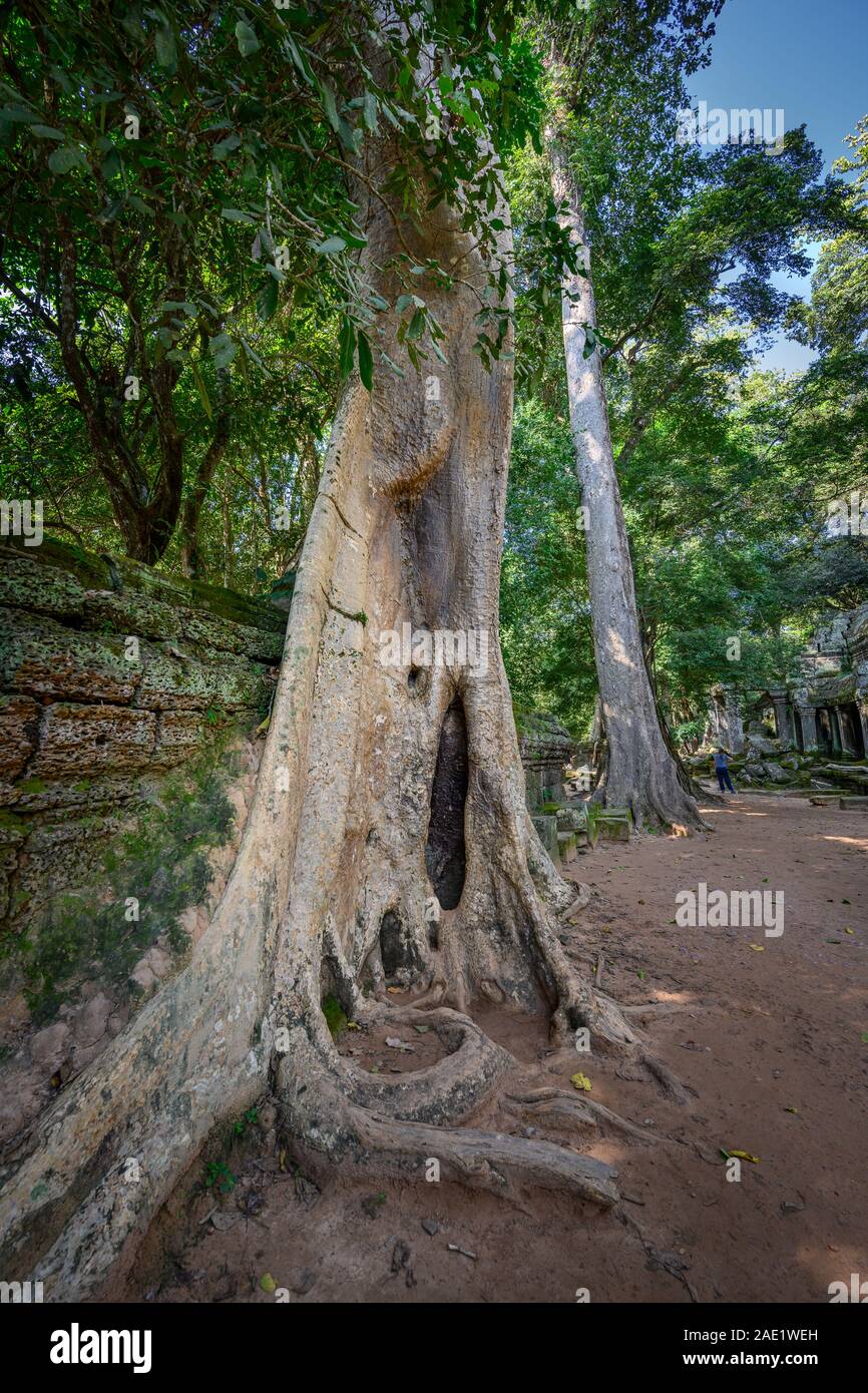 Gigant Tetrameles nudiflora - Spung tree with the ruins of Ta Prohm ...