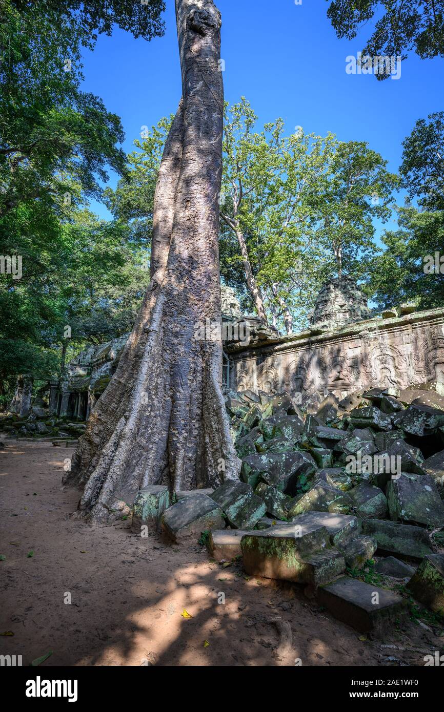 Gigant Tetrameles nudiflora - Spung tree with the ruins of Ta Prohm ...