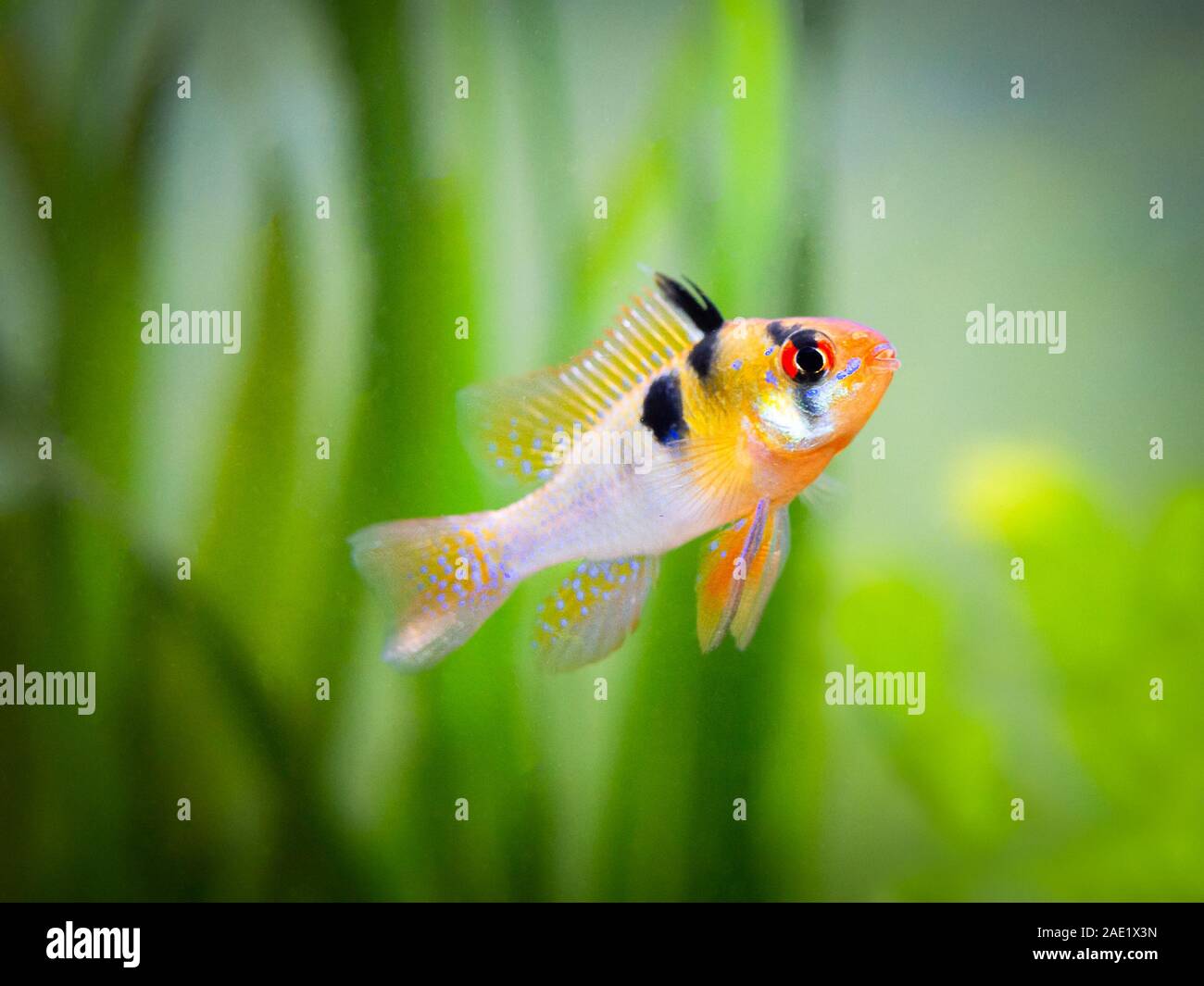 ram cichlid (Mikrogeophagus ramirezi) in a fish tank Stock Photo - Alamy