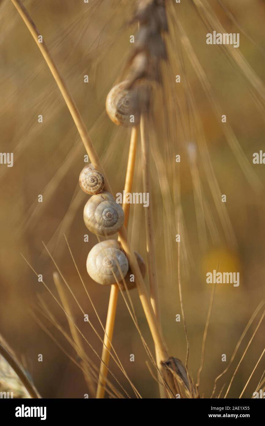 Snails on crops hi-res stock photography and images - Alamy