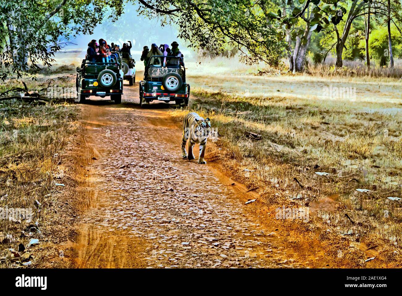 Tiger crossing road hi-res stock photography and images - Alamy