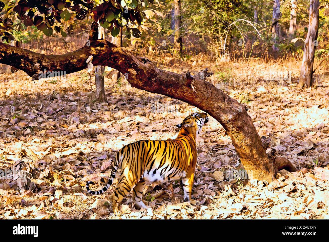 Tiger sniffing tree scent, Tadoba Wildlife Sanctuary, Chandrapur ...