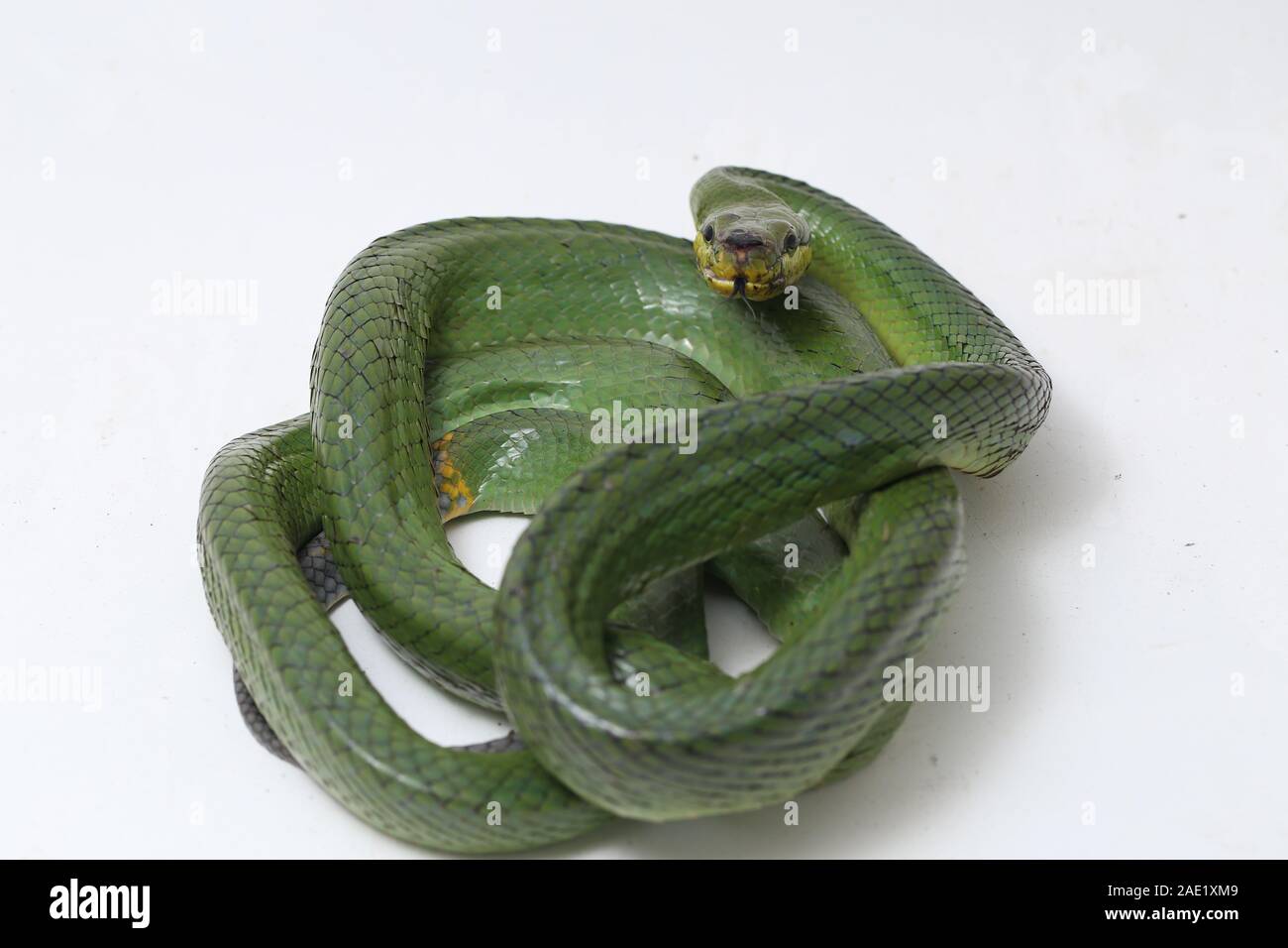Gonyosoma oxycephalum, known commonly as the arboreal ratsnake, the red ...
