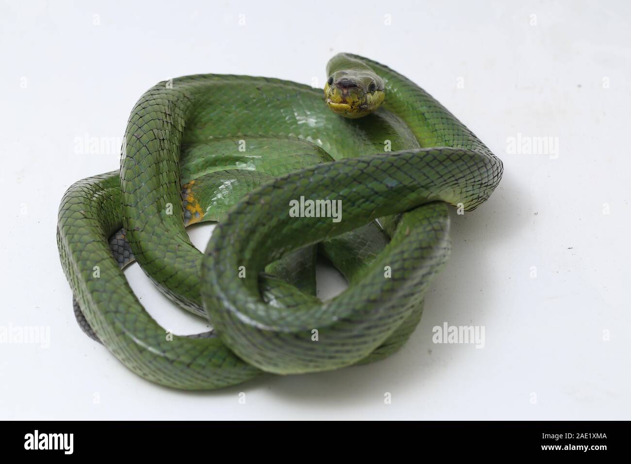 Gonyosoma oxycephalum, known commonly as the arboreal ratsnake, the red ...