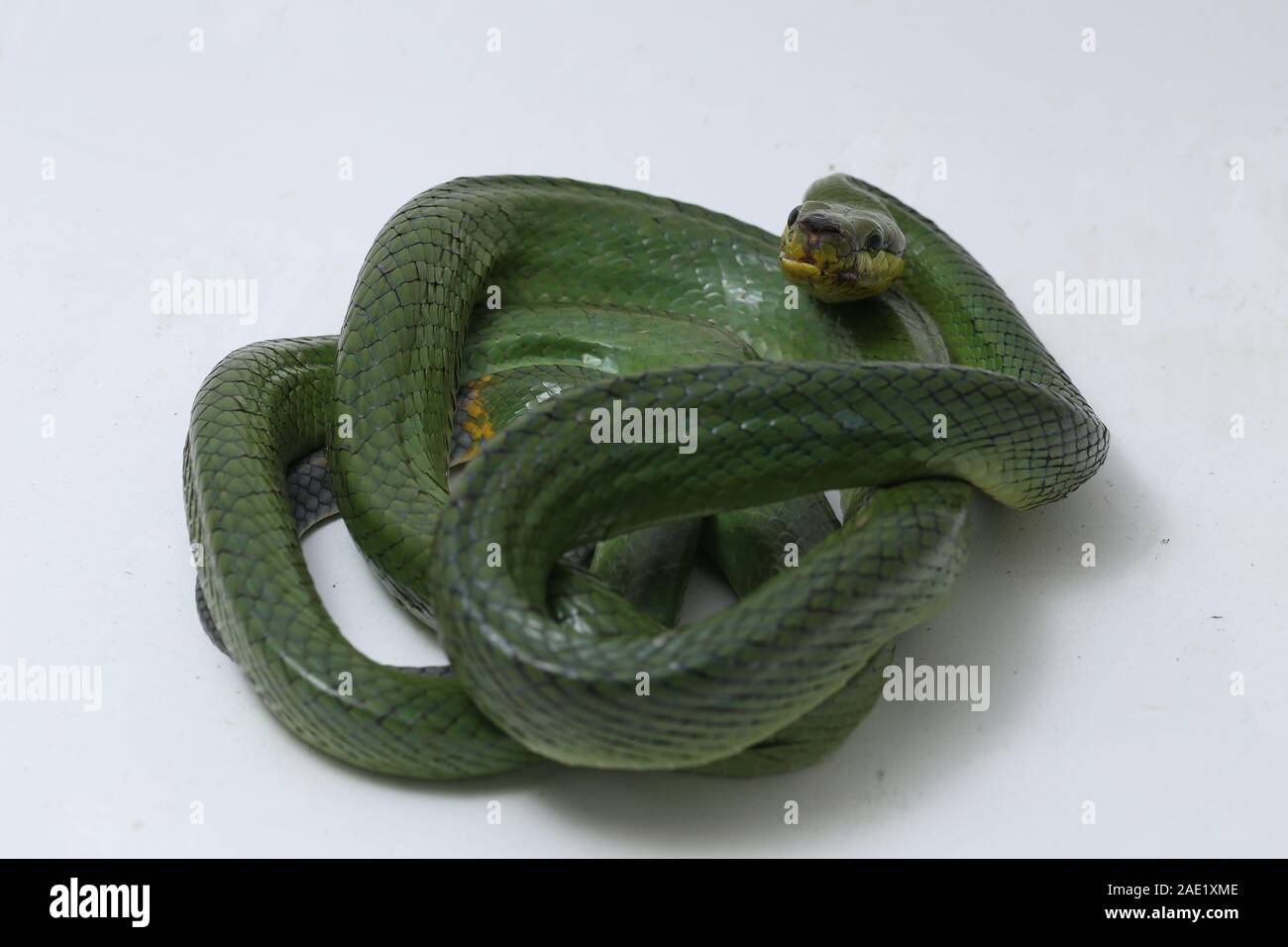 Gonyosoma oxycephalum, known commonly as the arboreal ratsnake, the red ...